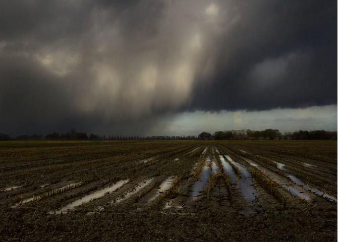 Lúa | Rice – Mary Oliver – PHÁP HOAN | 法歡